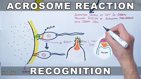 Acrosome Reaction In Sea Urchin Youtube
