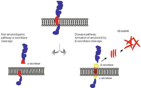 1 The Amyloid Precursor Protein App Is A Transmembrane Protein
