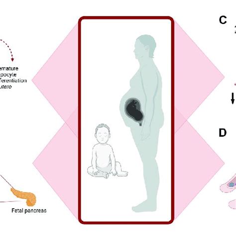 Maternal Obesity Alters Placenta Adipocyte And β Cell Development