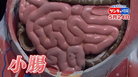 つらいお腹の不調…その原因は「小腸」で増えすぎた“あるもの” 今回は小腸を徹底リサーチ！4つの予防法と簡単ストレッチもご紹介！5月24日 日