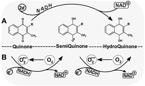Possible Quinone Reduction Reactions A Two Electron Reduction
