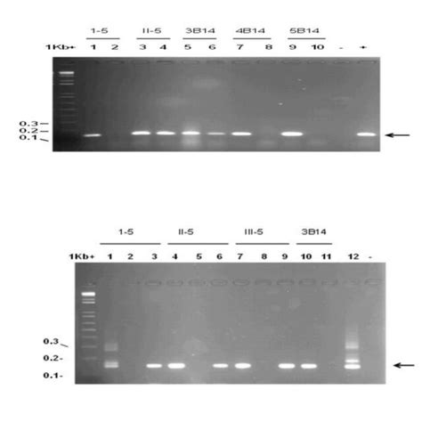 Panel A Ppv Rna Detection By Onestep Rt Pcr By Using The Couple Of