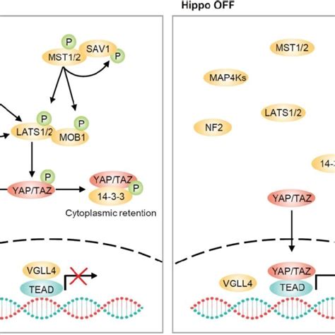 Core Components Of The Hippo Pathway In Mammalian Cells The Core
