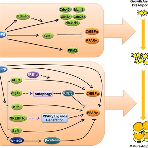 The Ptms Of C Ebp During Adipogenesis A Phosphorylation C Ebp Is
