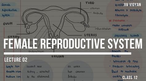 Neet Biology Human Male Reproductive System Concept M