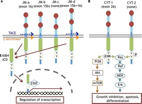Splice Variants Of Erbb4 Proteins And Their Specific Signaling The