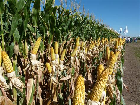 Bccba Cosecha Récord De Maíz En Brasil Amenaza A Los Precios En El