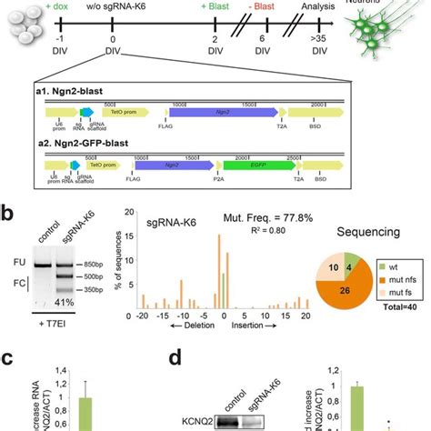 Rapid And Efficient Tsc2 Gene Inactivation By Crispr Cas9 Gene
