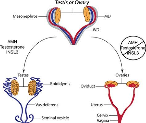 Figure 1 From Male Reproductive Tract Development And Function Embryonic