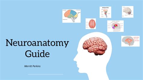 Neuroanatomy By Me P On Prezi Next