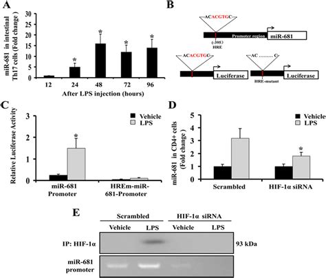 Hif 1α Mediates Lps Induced Mir 681 Up Regulation A Induction Of