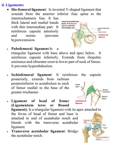 Hip Joint – Anatomy Qa