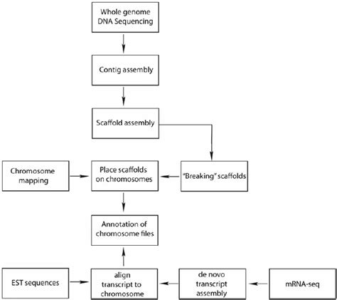 Flowchart Describing Assembly And Annotation Procedures The Steps