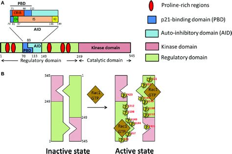 Domain Structure And Activation Of P21 Activated Kinase 1 Pak1 A