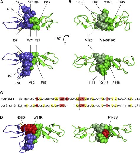 Structure Of The Fibrillin 1 N Terminal Domains Suggests That Heparan
