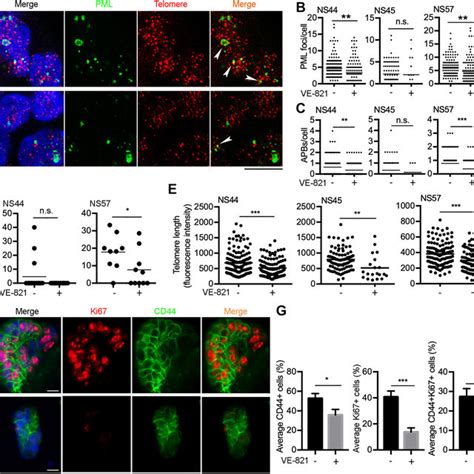 Characterization Of Organoids Developed From Crc Tumors And Treatment