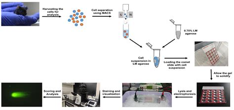 Neutral Comet Assay To Detect And Quantitate Dna Double Strand Breaks
