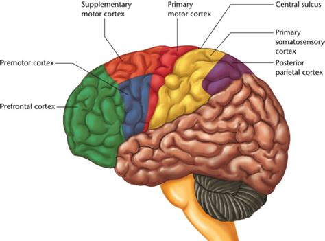 Frontal Lobe Anatomy And Functions Part 1 Diagram Quizlet