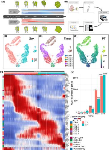 Single‐cell Transcriptomics Reveal Temporal Dynamics Of Critical