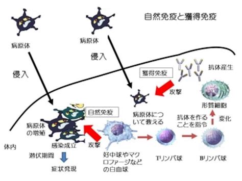 医師が教える免疫力up術！白血球を活性化させる3方法 [感染症] All About