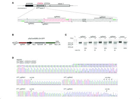 Pre Screening Of Htt Sgrnas Activity In Hek293t Cells A