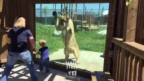 Le Grand Bêtisier Des Animaux C8 22 12 18 Vidéo Dailymotion
