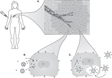 Nano Drug Delivery Systems In Vivo A Intravenously Administered