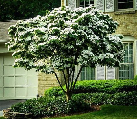 19 Dwarf Ornamental Trees To Grow Ornamental Dwarf Evergreen Trees