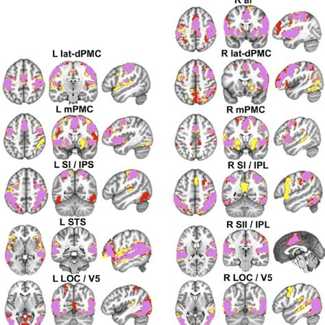 Within Group Functional Connectivity Maps For The Key Imitation Seed