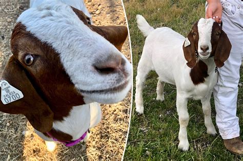 I Gave My Goat To The State Fair And They Barbecued It — Now Im Suing