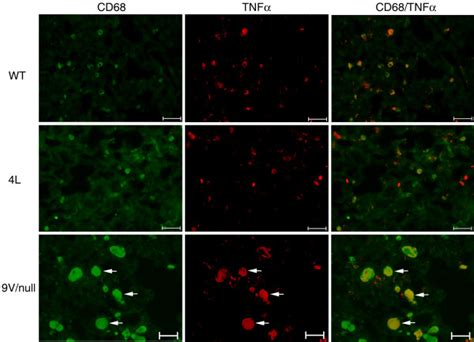 Expression Of Tnfα And Colocalization With Cd68 In Lung Macrophages