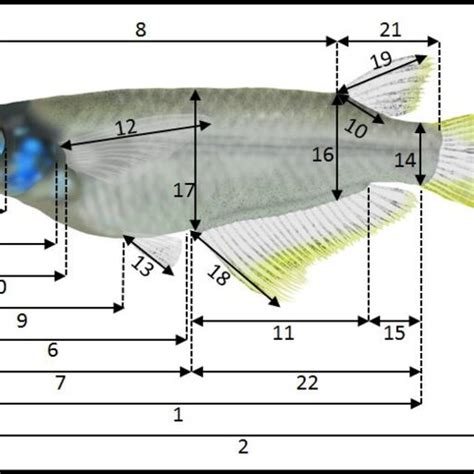 Pdf Karakteristik Biometrik Morfologi Telur Dan Habitat Ikan Padi