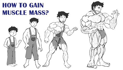 Muscle Palace How To Gain Muscle Mass Tips For Beginners And Hardgainers