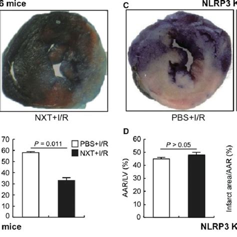Nxt Decreased Infarct Size After Myocardial Ischaemia Reperfusion I R