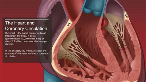 The Principles Of Cardiac Catheterization A D A M Ondemand