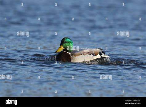 A Drake Mallard Ducks Anas Platyrhynchos Swimming On Blue Water In