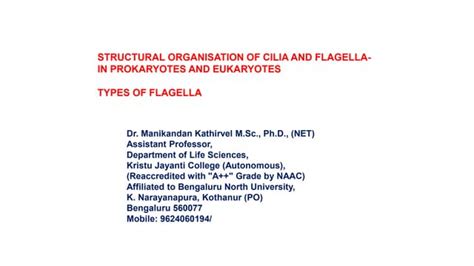 Structural Organisation Of Cilia And Flagella In Prokaryotes And