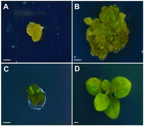 Adventitious Shoot Formation From Protoplast Derived Cell Colonies Of