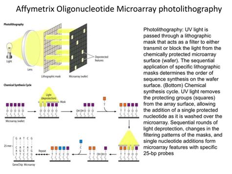 Dna Microarray Final Ppt Ppt