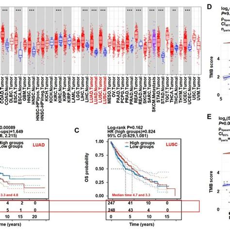 Clinical Relevance Of Hsp60 In Lung Cancer A Diffuse Expression