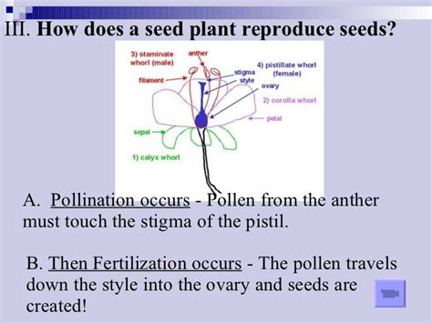 Chapter 1 Lesson 4 Plant Reproduction
