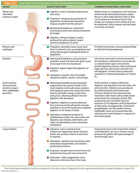 the digestive system medical knowledge nursing school notes human