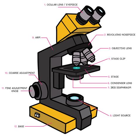 Vector Of Compound Light Microscope Structure Fill Color On White
