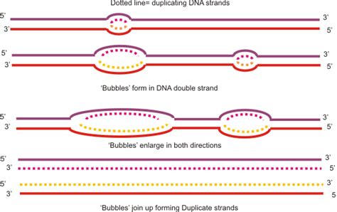 dna replication — the biology primer