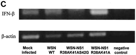 Induction Of Ifn Synthesis In A549 Cells Infected With Recombinant