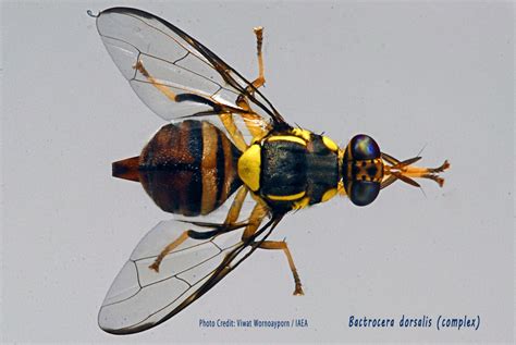 Bactrocera Dorsalis Alchetron The Free Social Encyclopedia