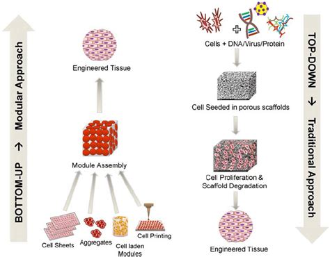 Bottom Up Vs Top Down Approaches In Tissue Engineering The