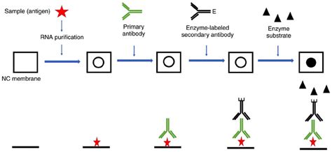 The Dot Blot Protocol Creative Diagnostics
