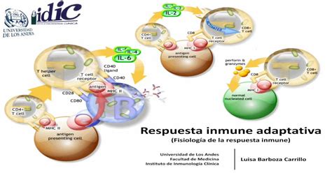 Respuesta Inmune Adaptativa Medicina · Respuesta Inmune Adaptativa