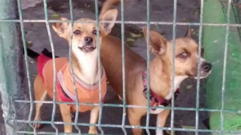 Dan A Perros Callejeros ‘opción La Esterilización Problema De Salud